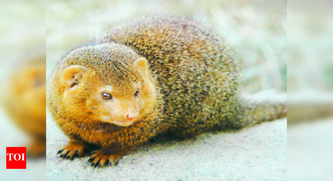 Huge cache of mongoose fur seized in joint raids in Bijnor, 26 arrested ...