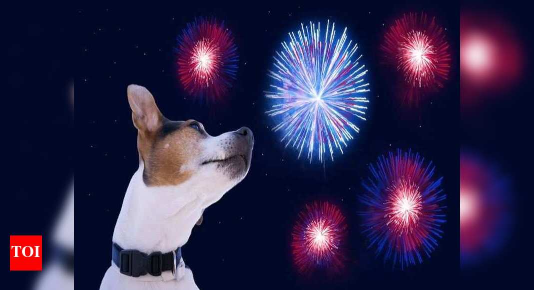 How to make it a happy Diwali for pets too | Chennai News - Times of India