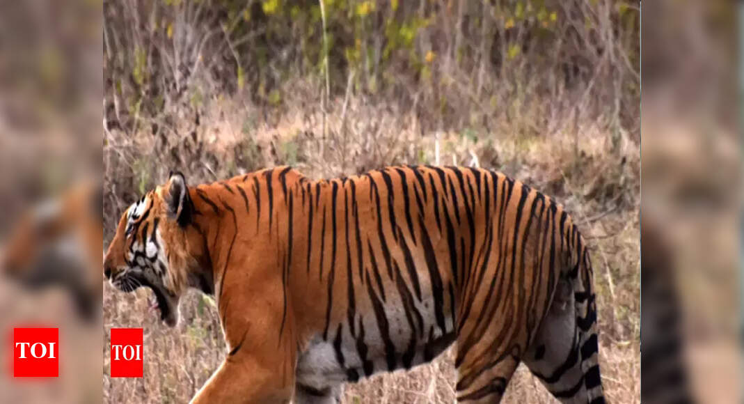 maharashtra-despite-measures-tiger-reserves-not-performing-better