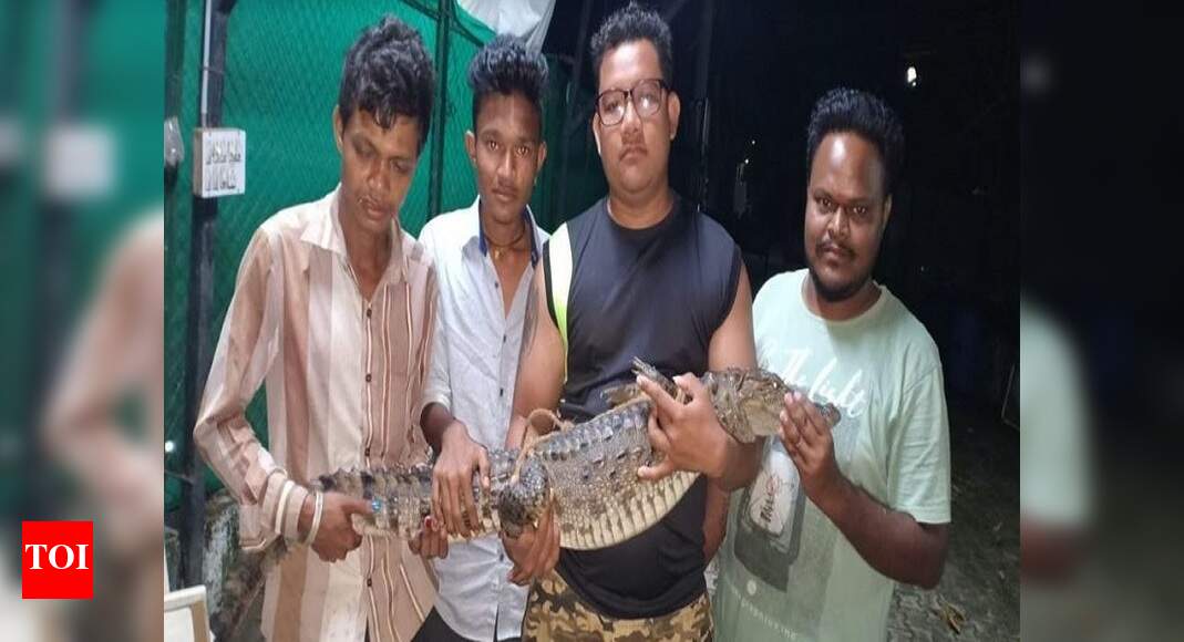 Gujarat: Crocodile ventures into house near Vishwamitri river in ...