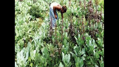 Two canals of Morel dam to be opened for rabi crop farmers | Jaipur ...