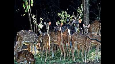 497 deer died on IIT-Madras, CLRI campuses in 5 years, HC told ...