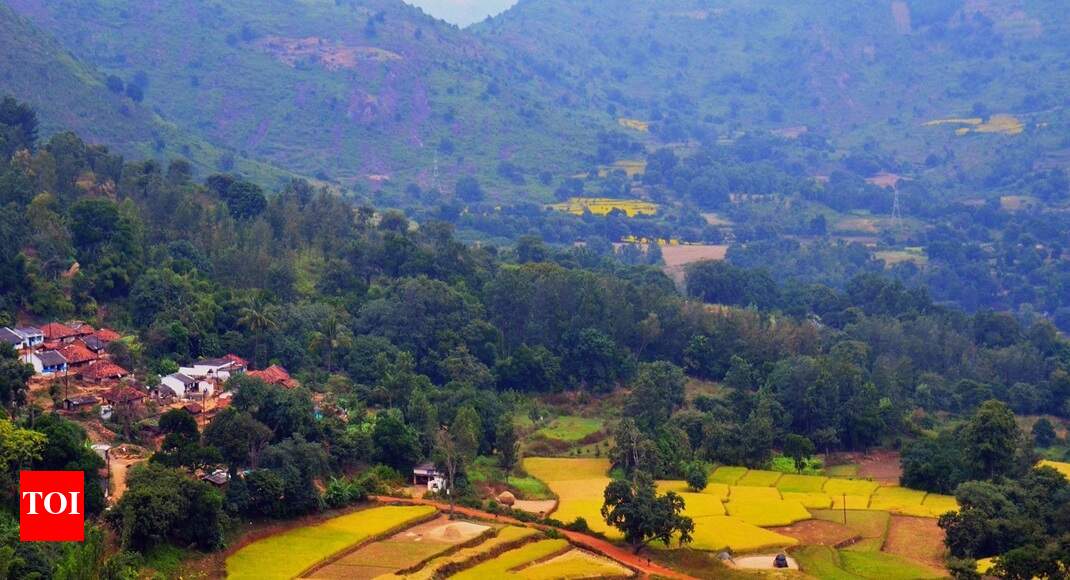 Night in the forest: Explore rich flora & fauna of Araku Valley after ...