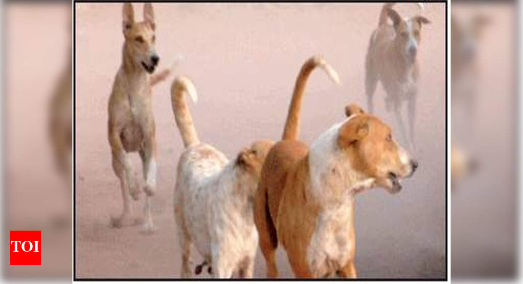 127 dogs from Goa airport captured & relocated | Goa News - Times of India