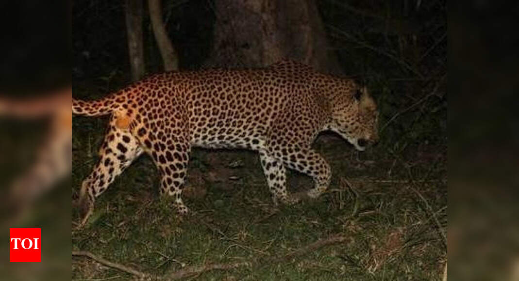 Rudraprayag: Leopard mauls elderly man to death | Dehradun News - Times ...