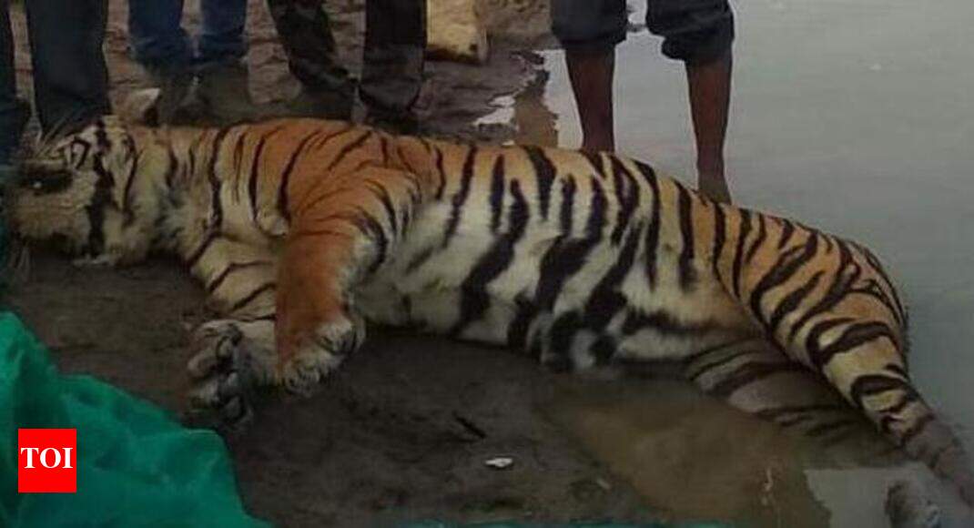 Tiger stuck in Shirna river drowns | Nagpur News - Times of India