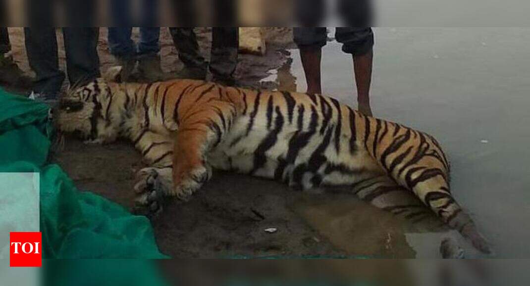 Tiger stuck in Shirna river drowns | Nagpur News - Times of India
