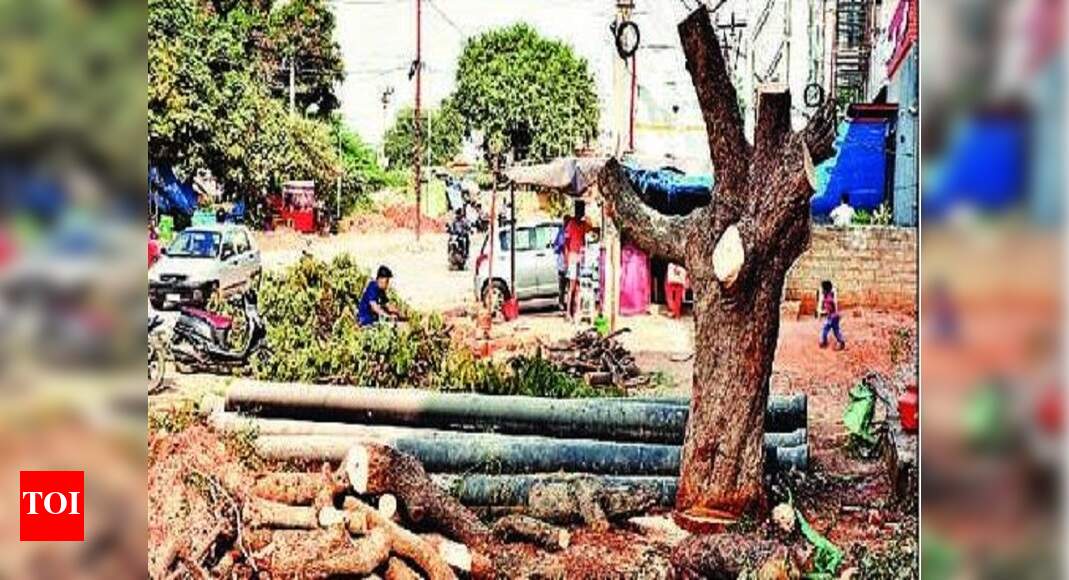 15 trees on Nallagandla-Tellapur Road hacked, hundreds in line ...