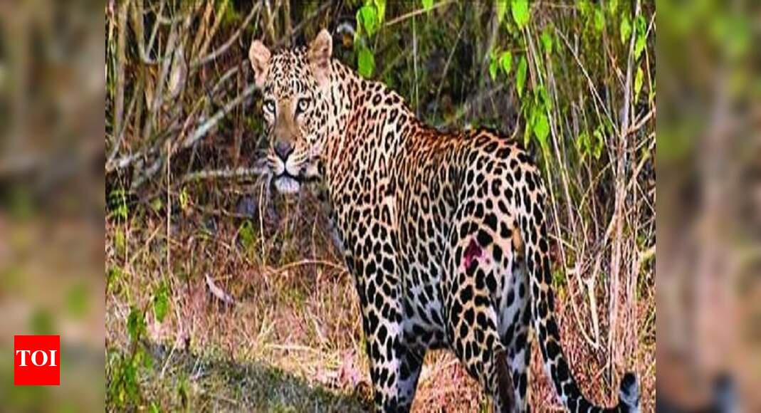 Leopard strikes again, hurts girl; 3rd victim in 2 days | Meerut News ...
