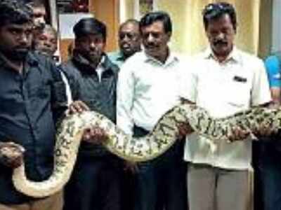 Bengaluru: 10ft python enters house, rescued after 1-hour operation ...