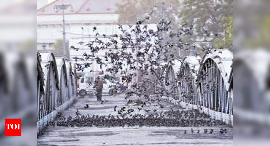 Heritage gallery to come up on Ellis Bridge, AMC hires consultant ...