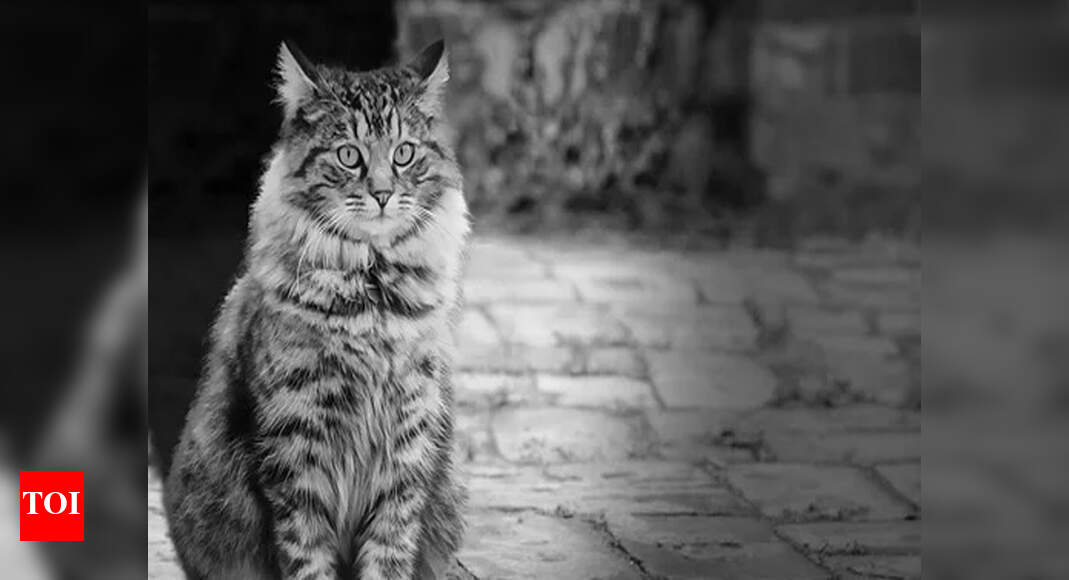 Pregnant cat found hanged to death in Kerala house | Thiruvananthapuram ...
