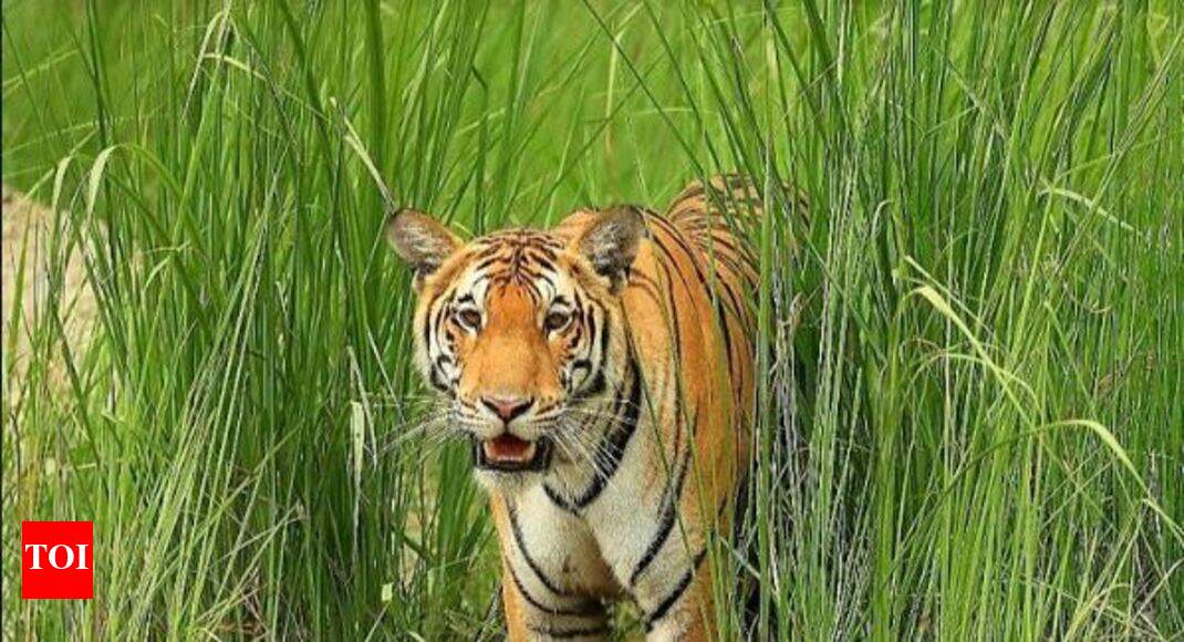 In a first, tigers may roar in Shivalik range forests | Meerut News ...