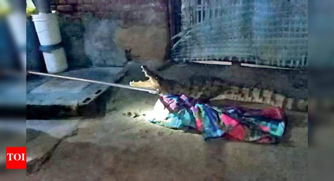 Crocodile rescued from Bil village | Vadodara News - Times of India