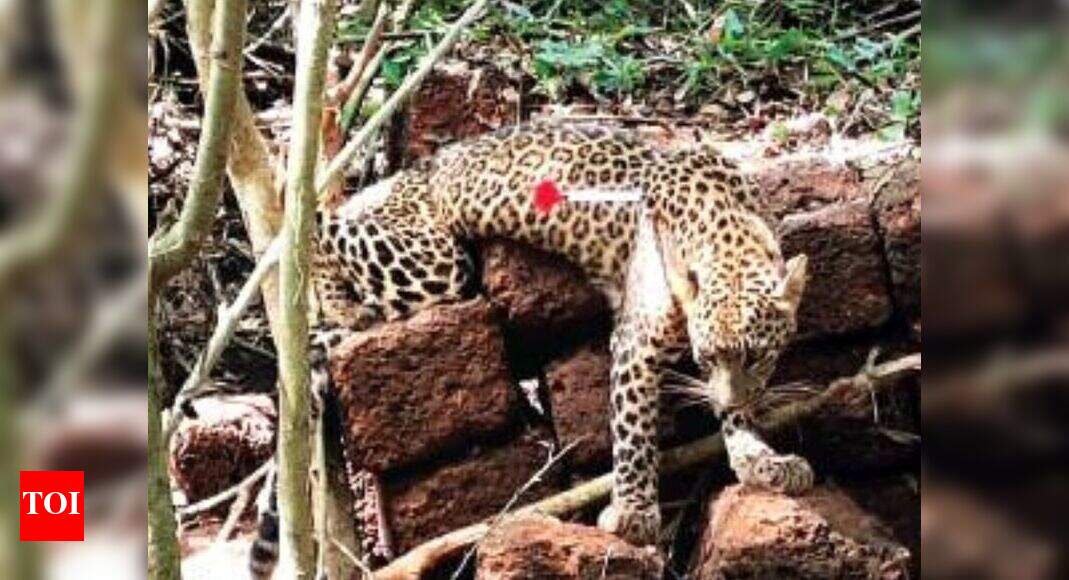 Leopard found trapped in snare, rescued by forest staff | Goa News - Times of India