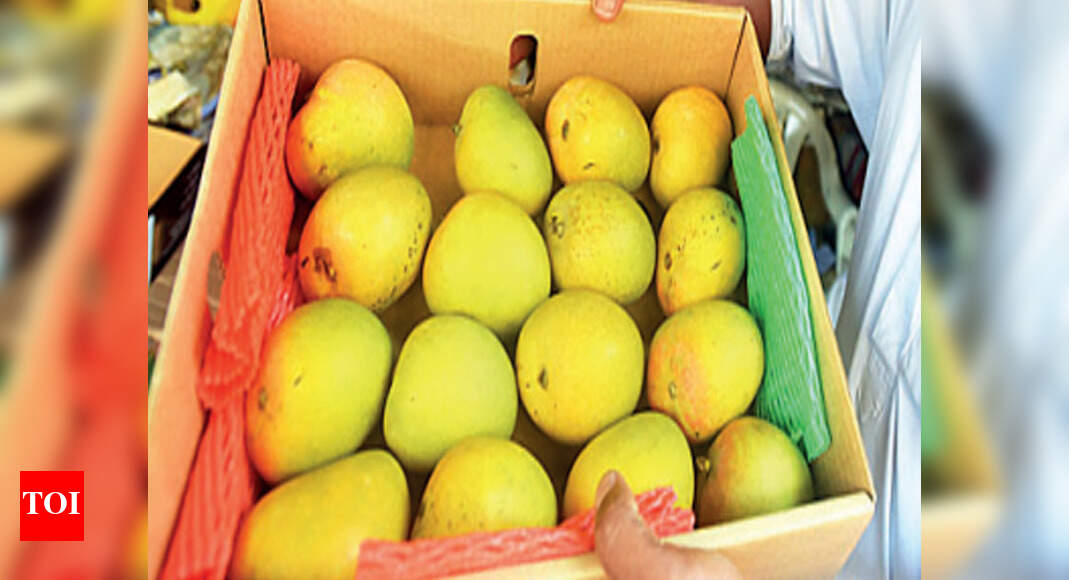 Pune: Bite into Malawi mangoes to beat the winter chill | Pune News ...