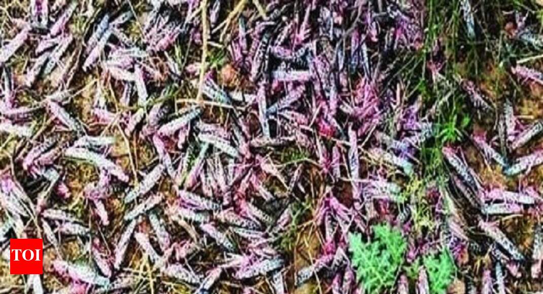 UN body expresses concern over biggest-ever locust attack in Rajasthan ...