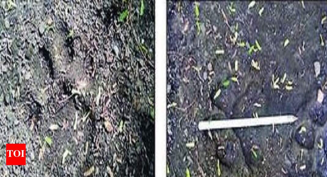 Bareilly: 1 year on, leopard keeps returning to defunct rubber factory ...