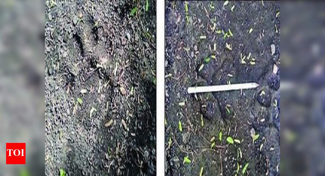 Bareilly: 1 year on, leopard keeps returning to defunct rubber factory ...