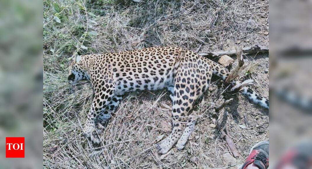 Leopard dies after getting trapped in wire snare, 5 accused arrested | Nagpur News - Times of India