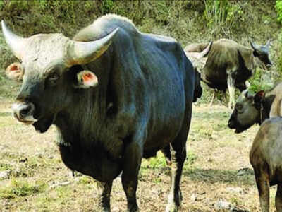 Focus on rearing mithuns beyond four Northeast states | Guwahati News ...