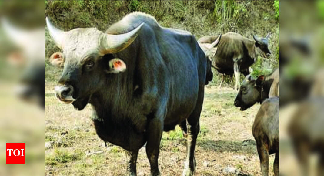Focus on rearing mithuns beyond four Northeast states | Guwahati News ...