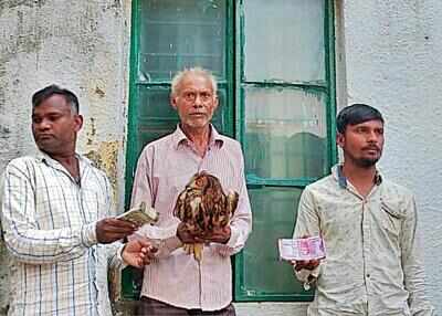 Three held for selling owl for tantrik rituals in Savli | Vadodara News ...