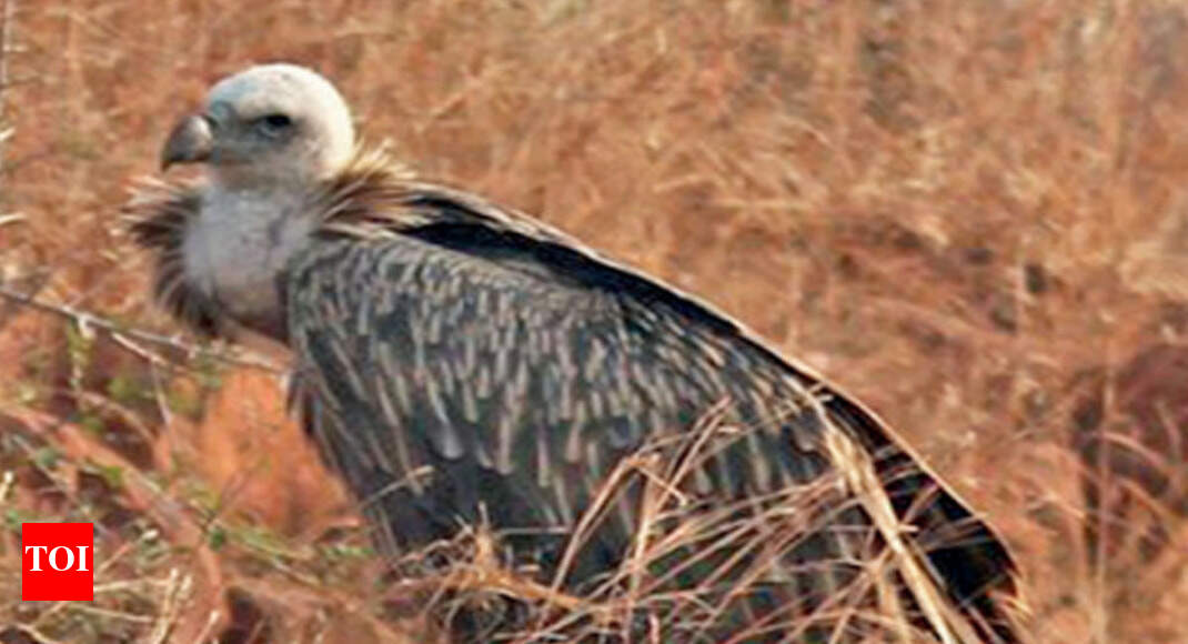 Delhi-NCR: Rare vulture spotted in Aravalis after five years | Gurgaon ...