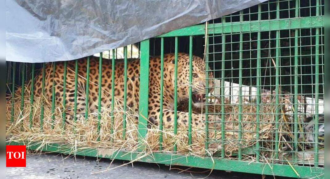 ‘Killer’ leopard trapped by Dudhwa officials | Bareilly News - Times of ...