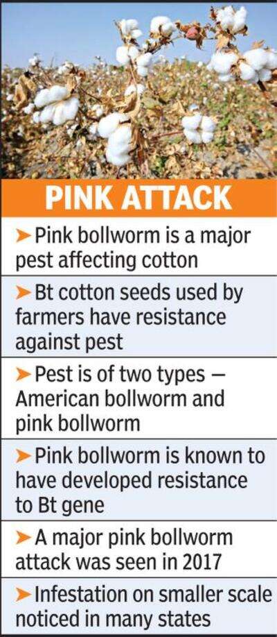 Pink bollworm raises its head again, advisory issued for farmers ...