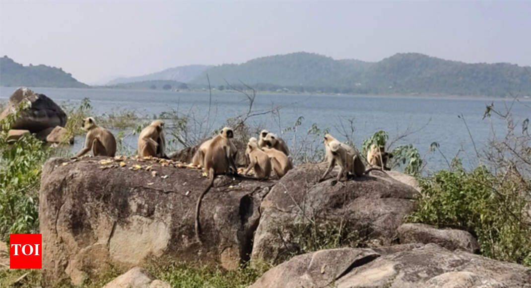 A ‘setu’ to rescue monkeys stranded in Chhattisgarh lake | Raipur News ...