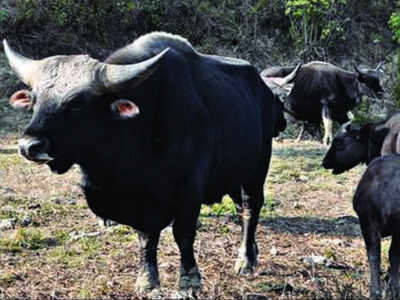 Assam: Mithun meat may soon get approval from FSSAI | Guwahati News ...