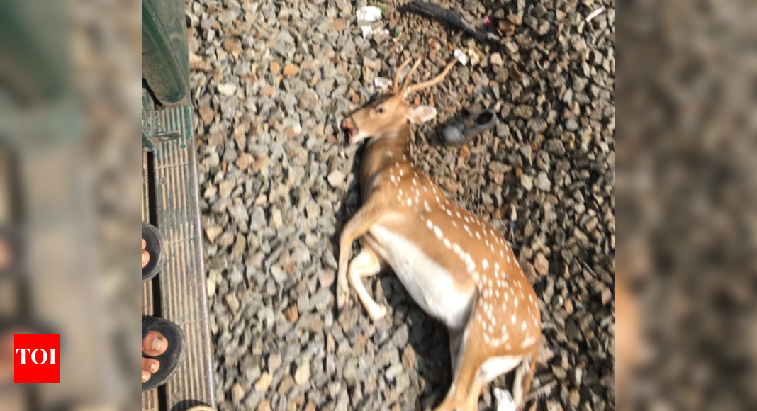 Deer dies after being hit by train in Chennai | Chennai News - Times of ...