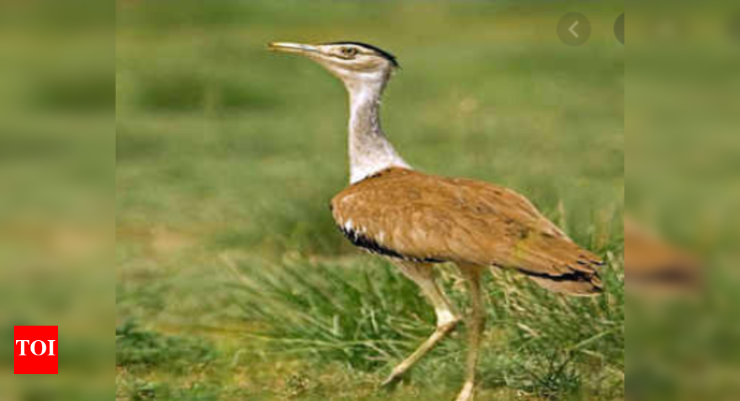 To protect Great Indian Bustard, Environment Ministry to declare their ...