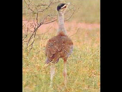 Habitats of Great Indian Bustards to be declared as conservation ...