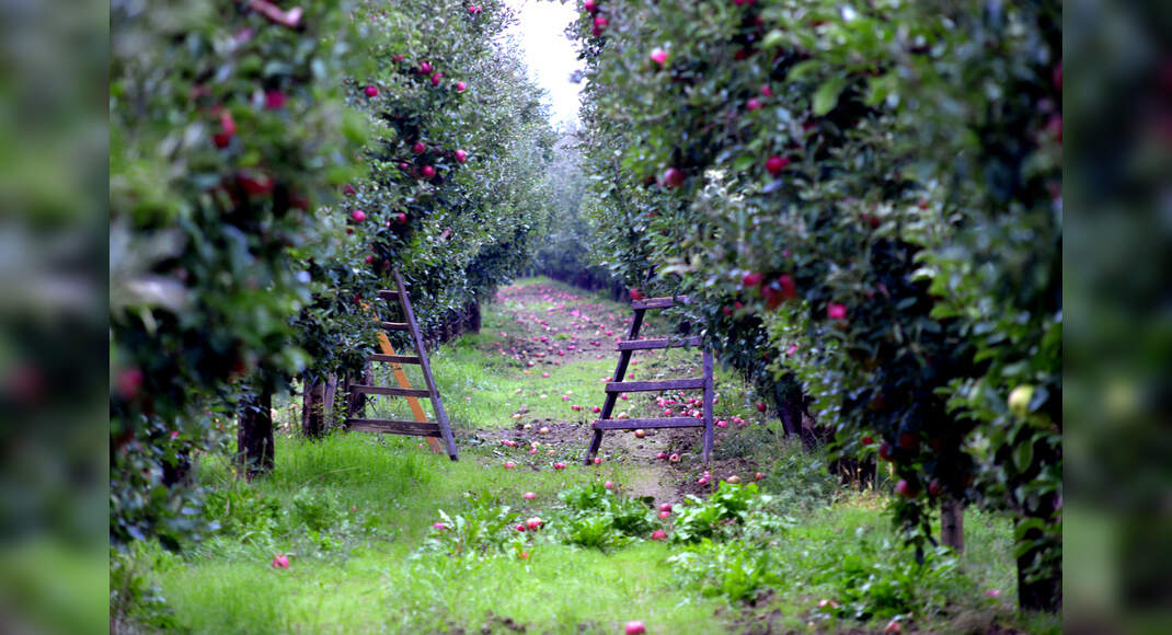 In Apple country | TimesTravel