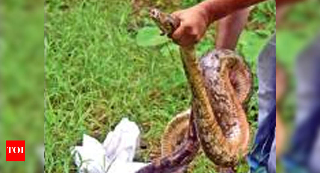 Knowledge about snakes can save lives: Experts | Kozhikode News - Times ...