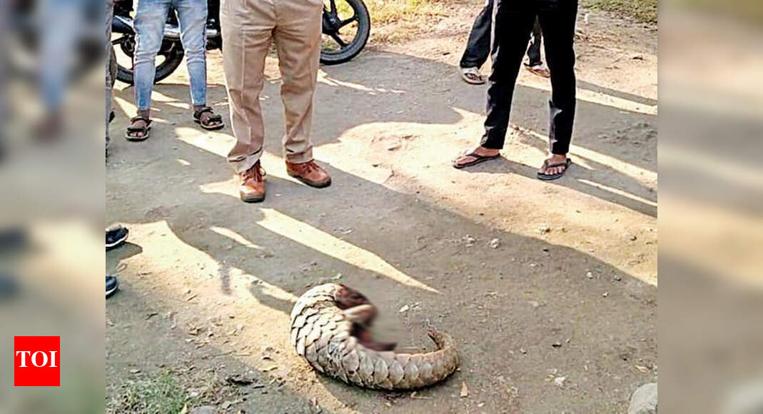 Pangolin hit by vehicle rescued on Godhra highway | Vadodara News ...
