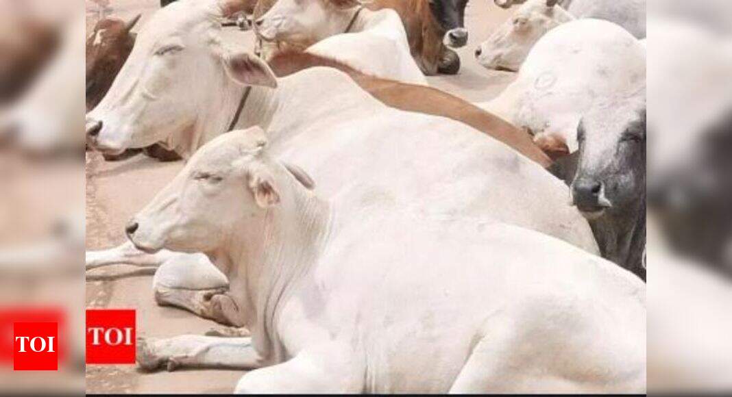 Officials rescue stray cattle from streets of Coimbatore | Coimbatore ...