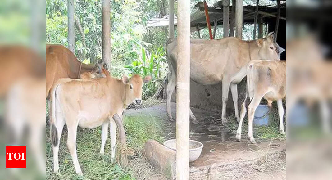 Cows rescued from streets lodged in animal shelter | Coimbatore News ...