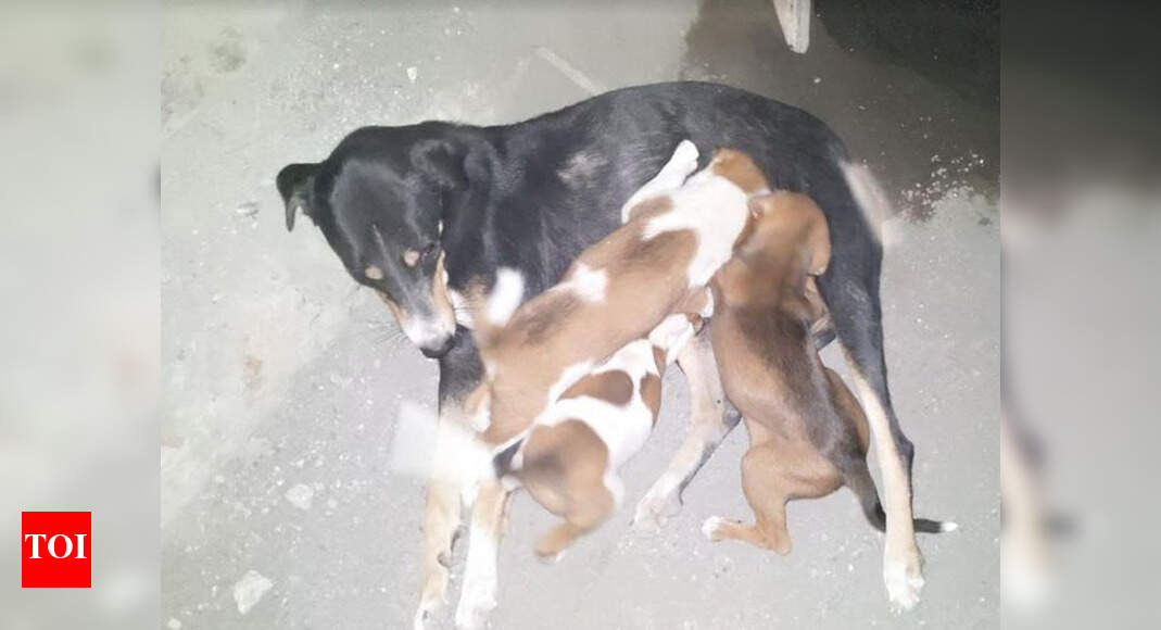 Navi Mumbai: Activists reunite dislodged pups with their mother dog in ...