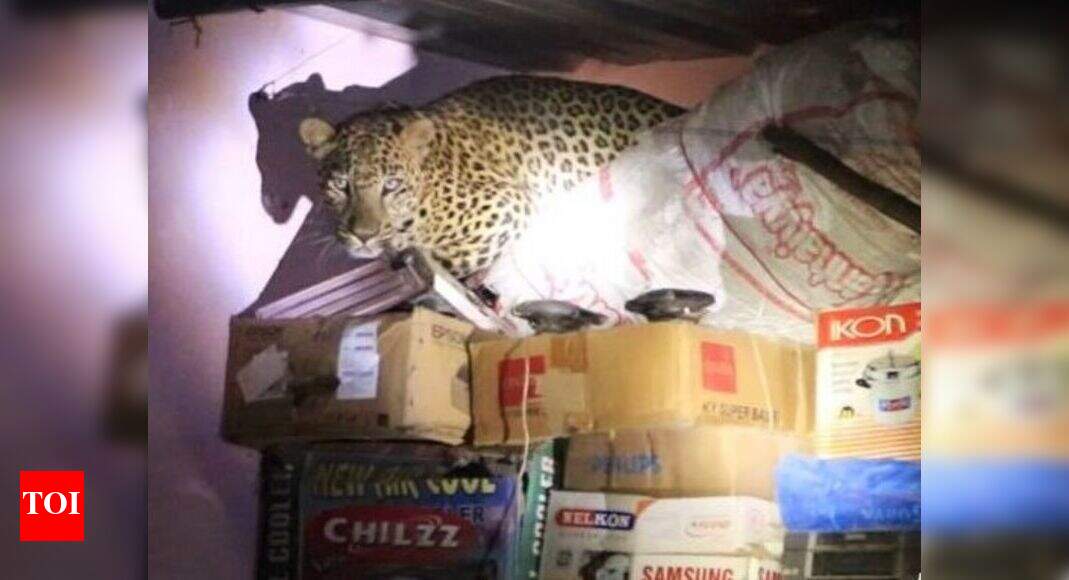 Maharashtra: Leopard enters farmer’s house in Ahmednagar, creates panic ...