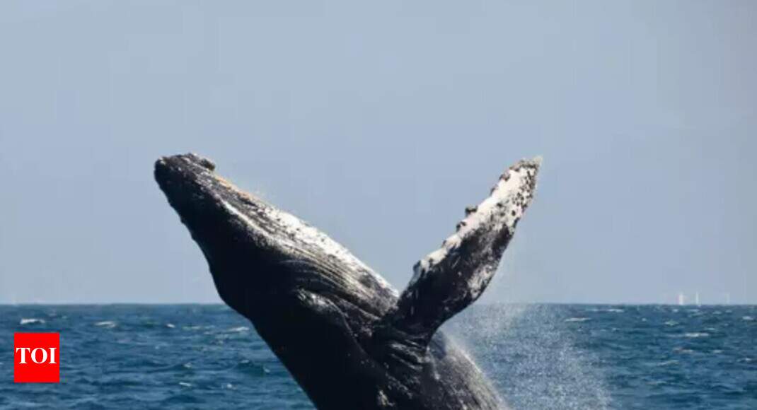 Heartbeat of blue whale recorded for first time - Times of India