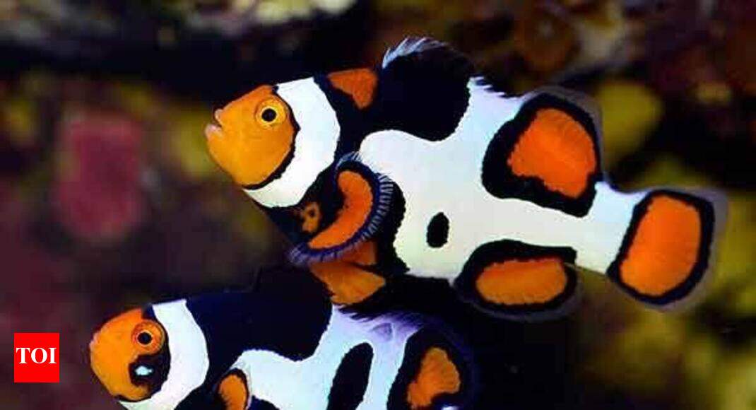 'Nemo' fish may not adapt to changing climate: Study - Times of India