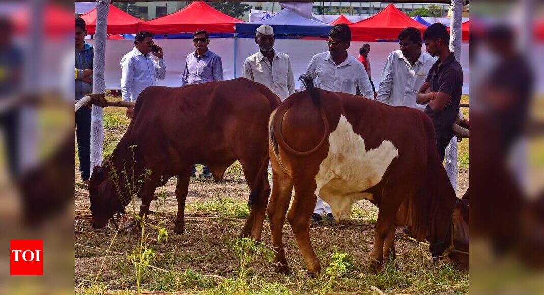 Three-day international cow exhibition on Indian breeds to conclude on ...