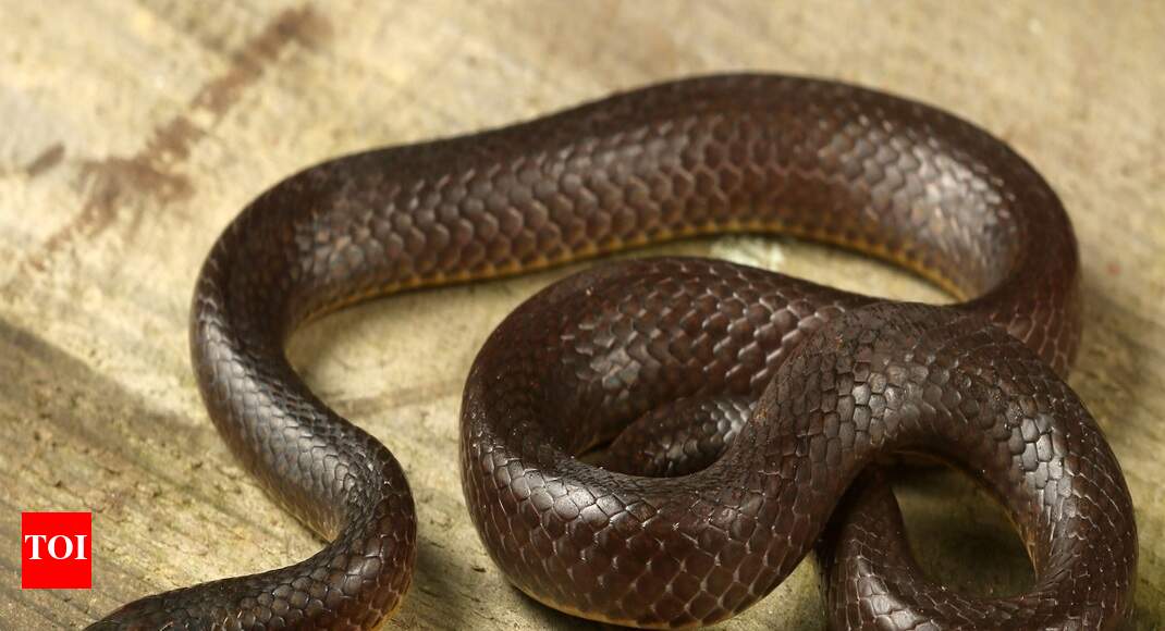 Researchers discover new snake species from Arunachal Pradesh | India ...