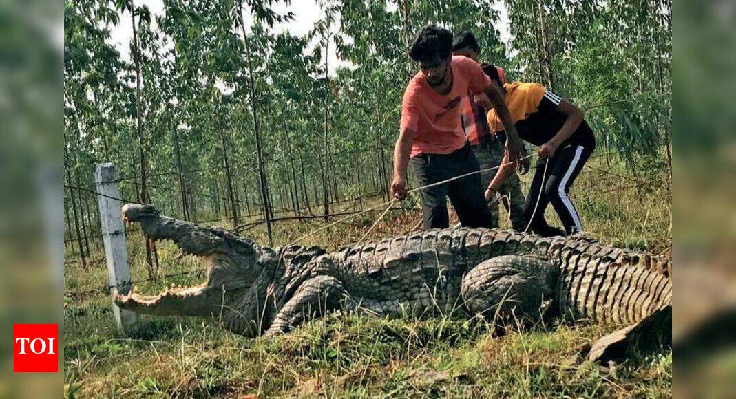 Gujarat: 12-foot crocodile rescued from Raval village after 4-hour ...