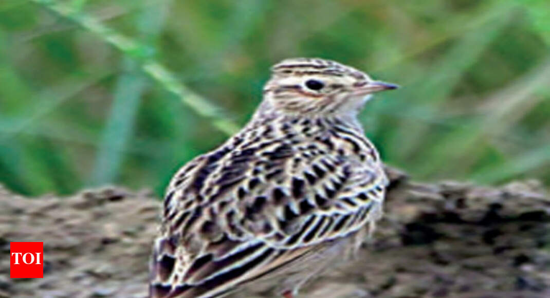 Creating a flutter: 246 bird species at winter count | Delhi News ...