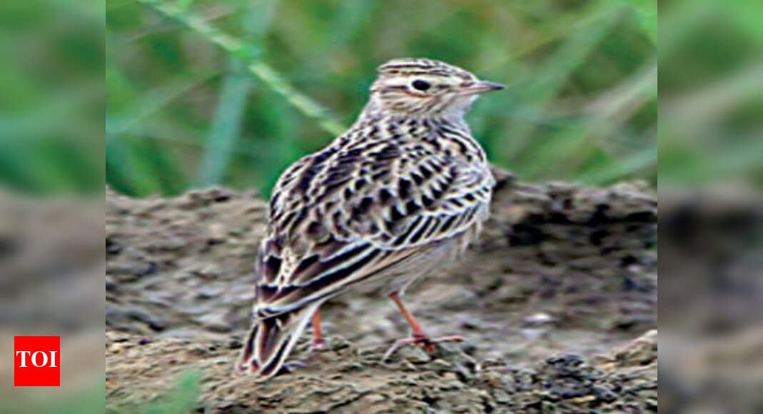 Creating a flutter: 246 bird species at winter count | Delhi News ...