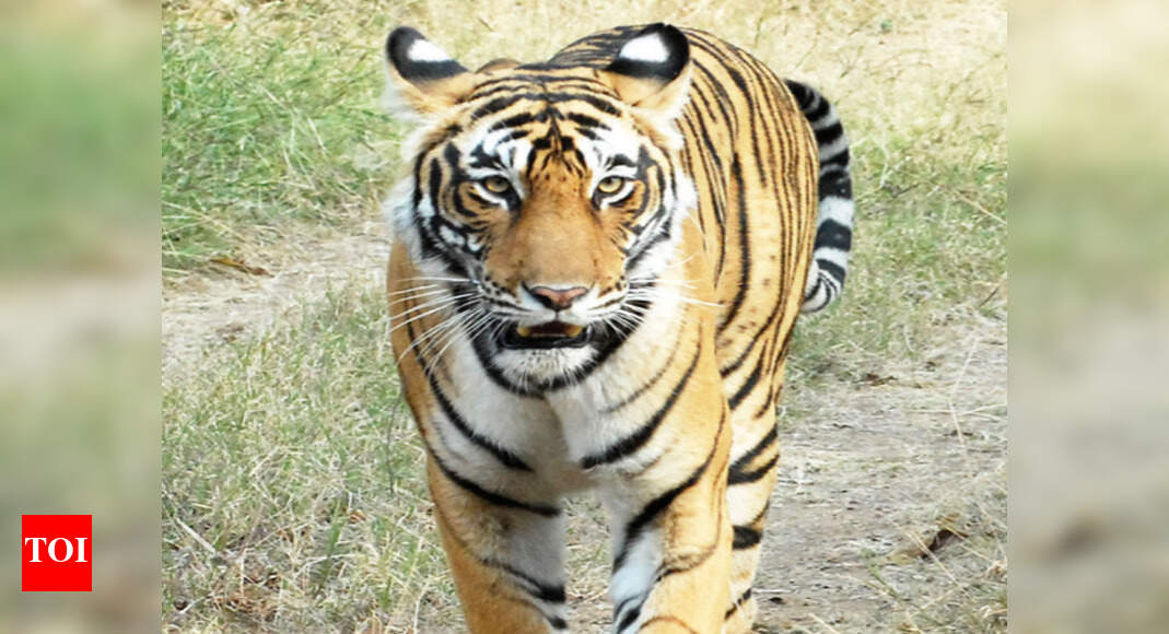 Ranthambore Tiger Reserve: Mystery shrouds pregnancy of tigress ...